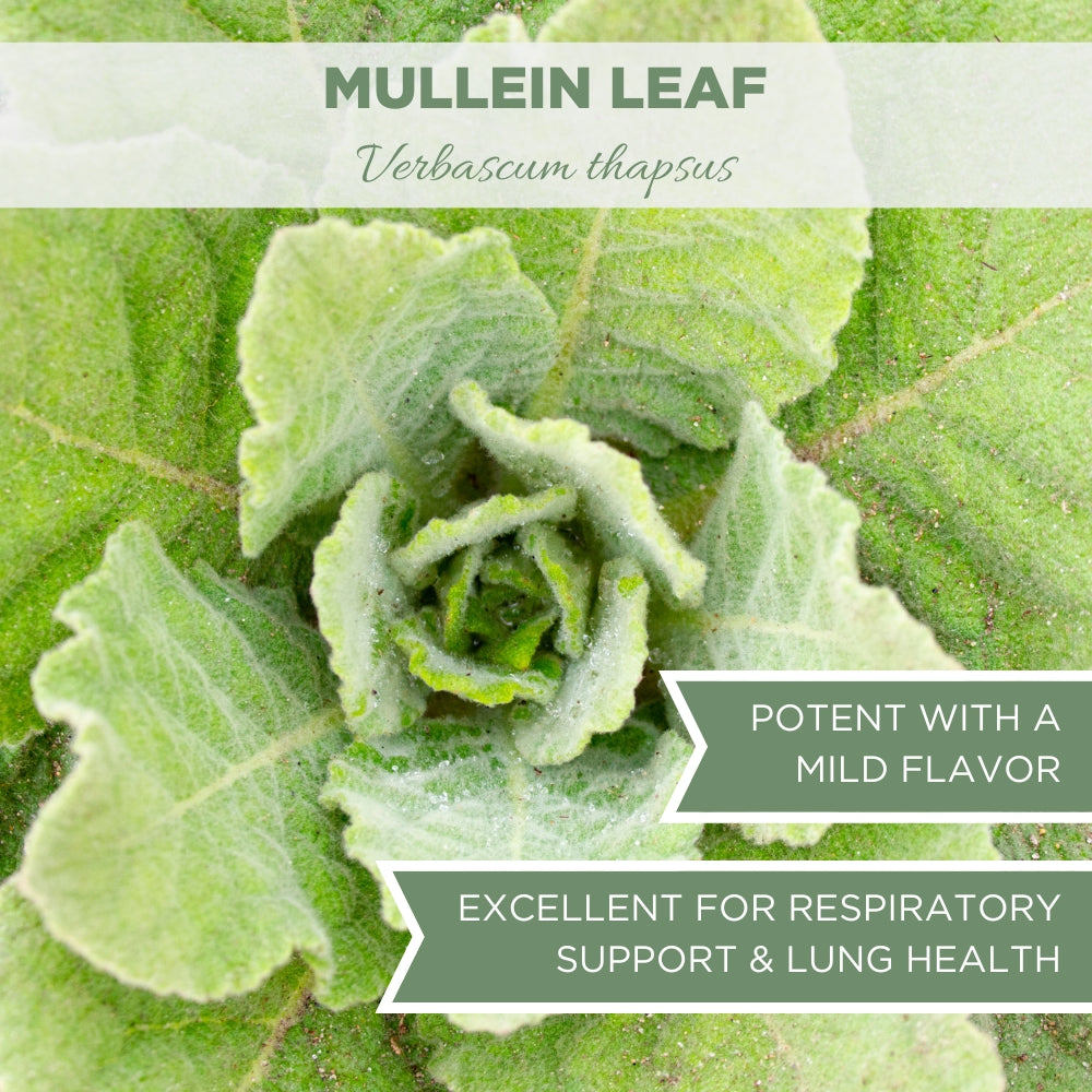 Mullein Leaf, USDA Certified Organic, Cut & Sifted – Elanen Naturals